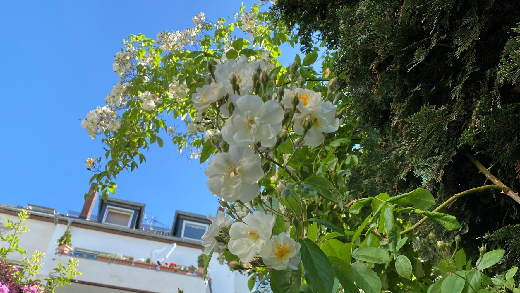 Rose ‘Bobbie James’ – Davids Garten